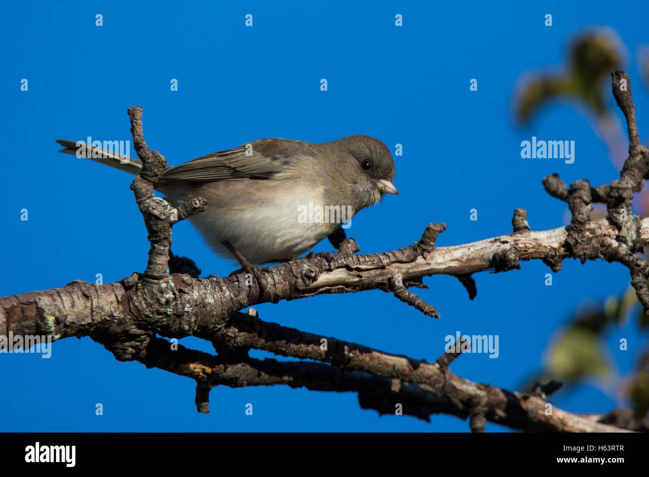 Dark-eyed Junco in autumn on the blue sky Stock Photo - Alamy