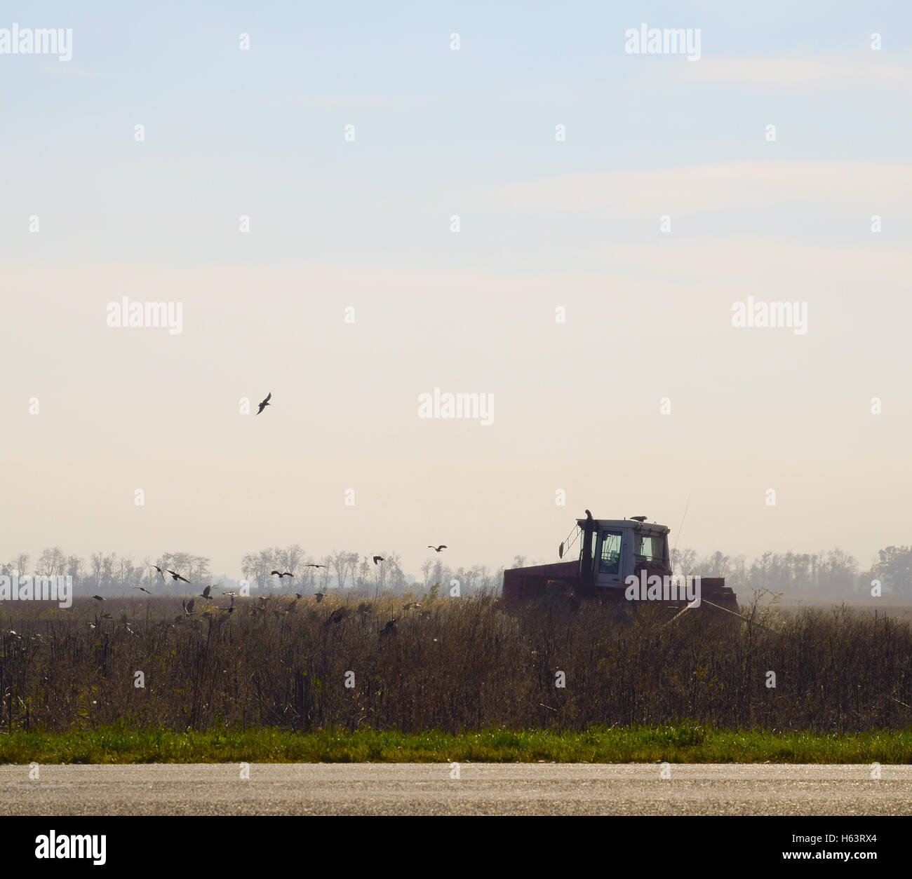 Tractor plowing a field and crows flying around him in search of food ...
