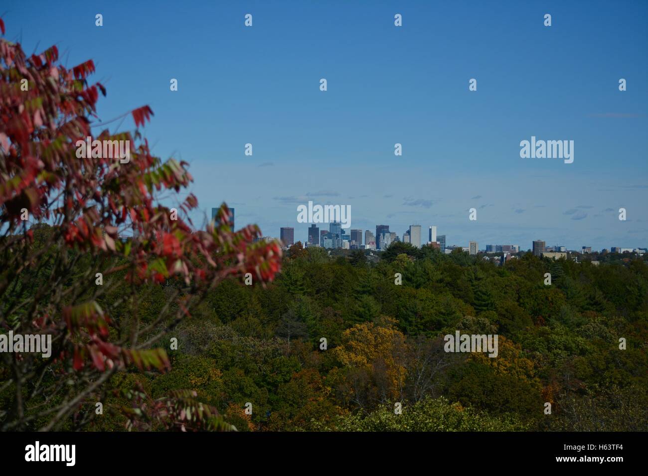 The Boston skyline as seen from the Arnold Arboretum of Harvard ...