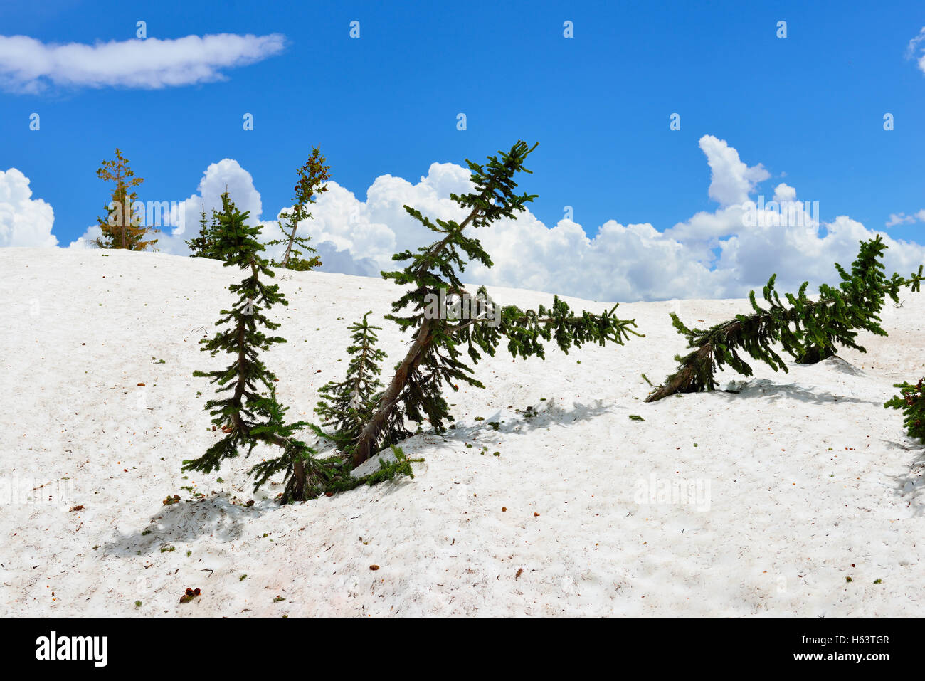 Conifer Trees in Snowy Range Mountains in Medicine Bow, Wyoming in ...