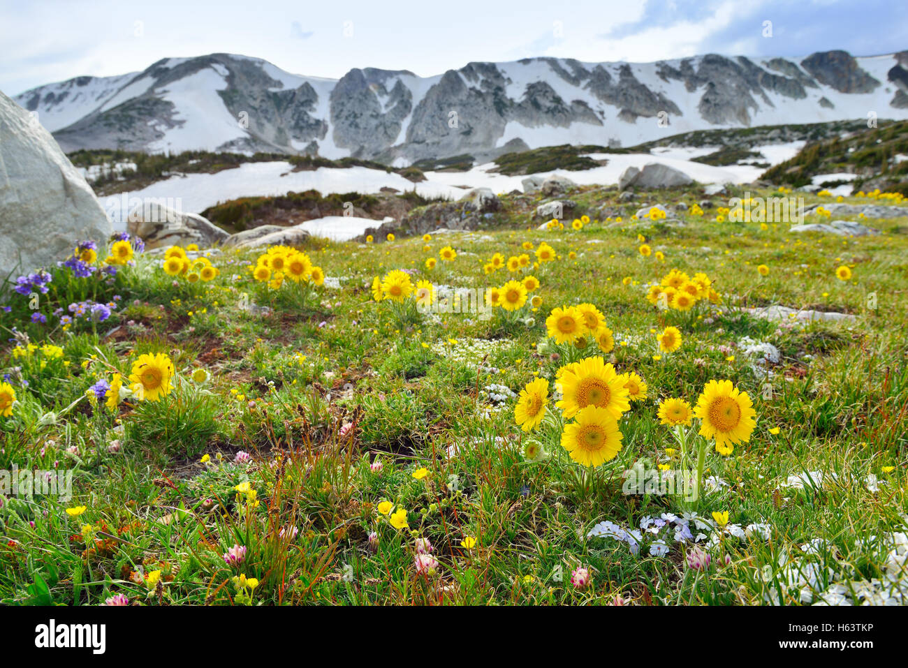 Meadow of wild flowers in Snowy Range Mountains, Medicine Bow, Wyoming ...