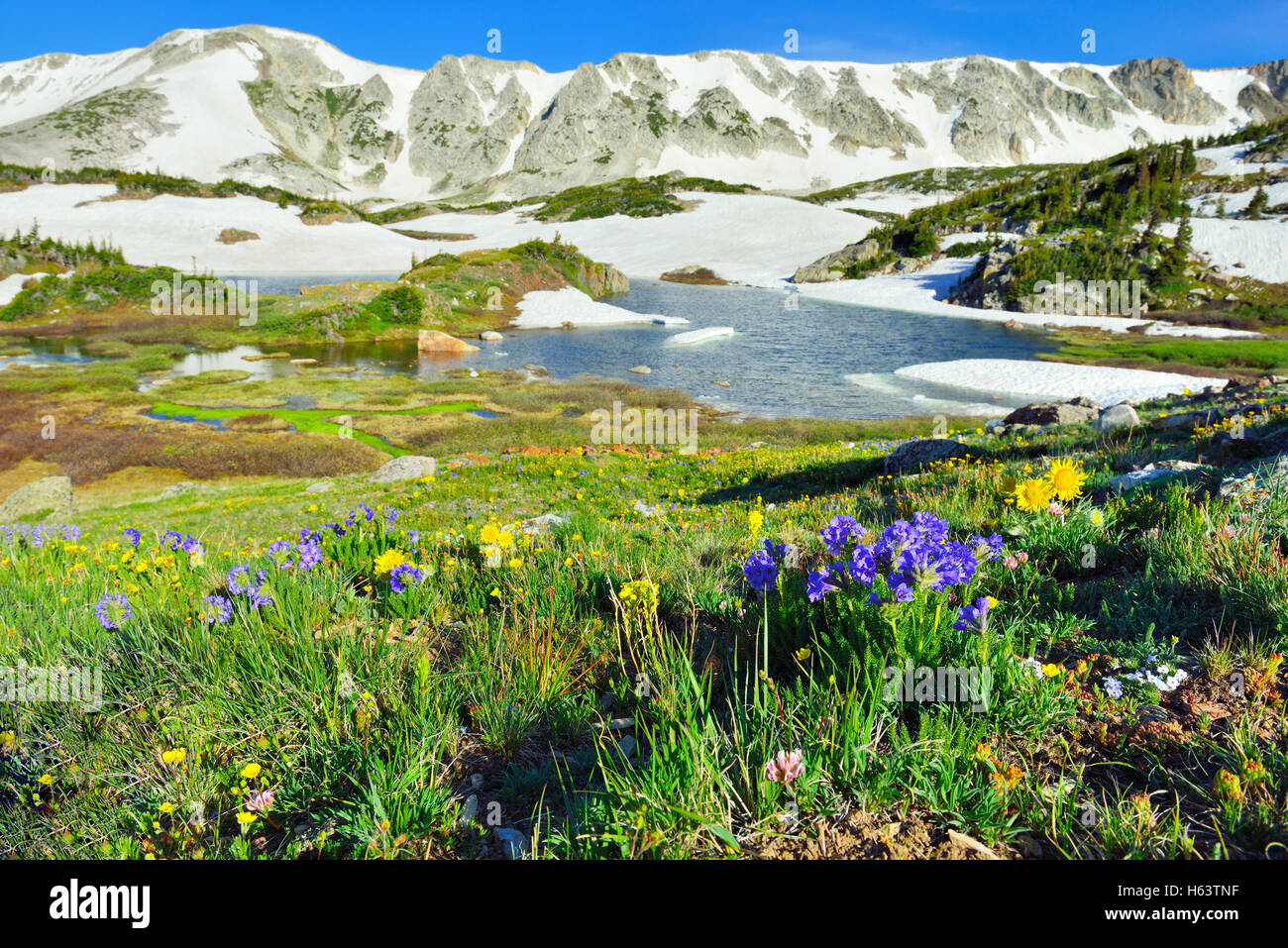 Alpine meadow and wild flowers in Snowy Range Mountains in Medicine Bow ...