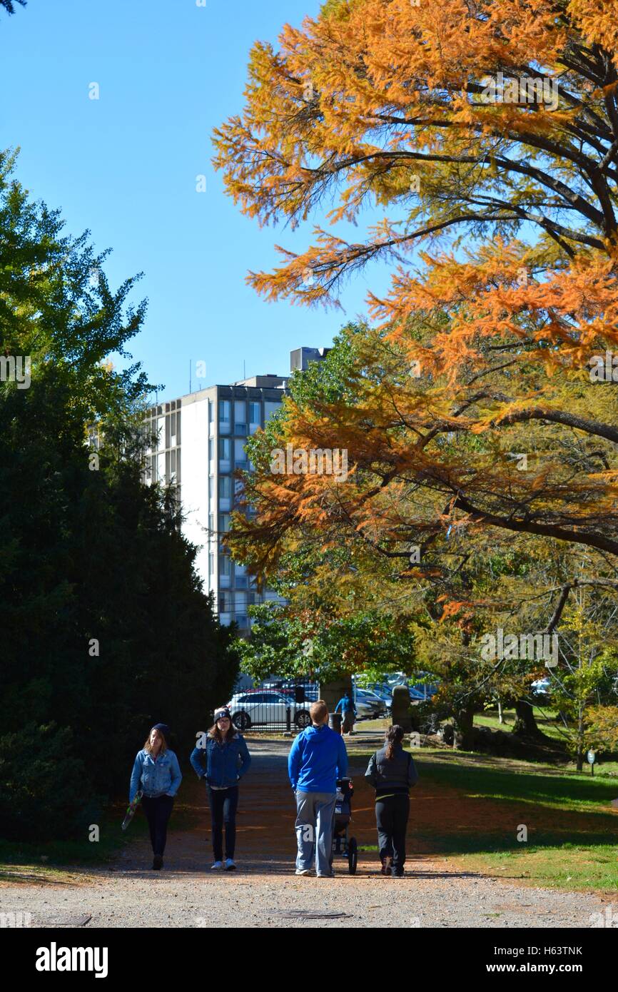 Autumn foliage at the Arnold Arboretum of Harvard University in Boston ...