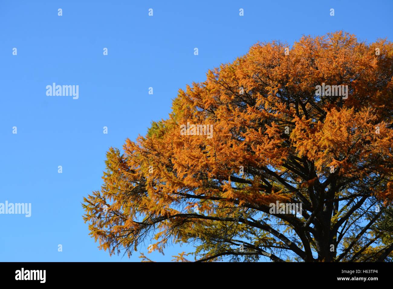 Autumn foliage at the Arnold Arboretum of Harvard University in Boston ...