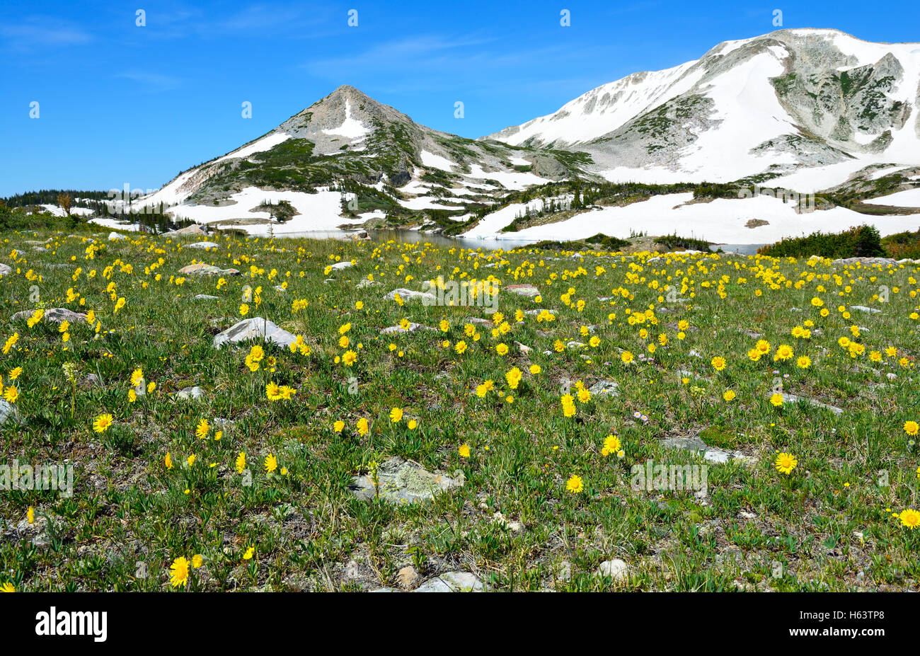Alpine meadow with wild flowers in Snowy Range Mountains in Medicine Bow, Wyoming in summer ...