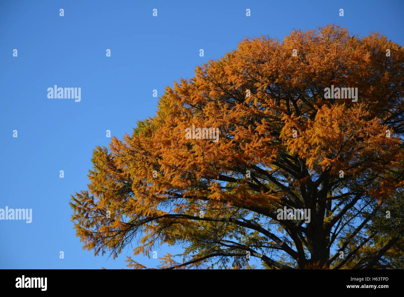 Autumn foliage at the Arnold Arboretum of Harvard University in Boston ...