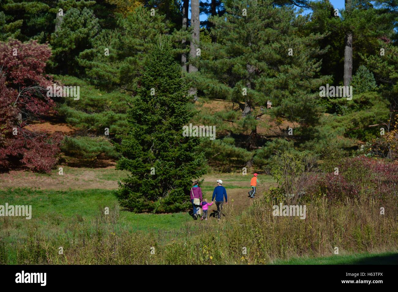 Autumn foliage at the Arnold Arboretum of Harvard University in Boston ...