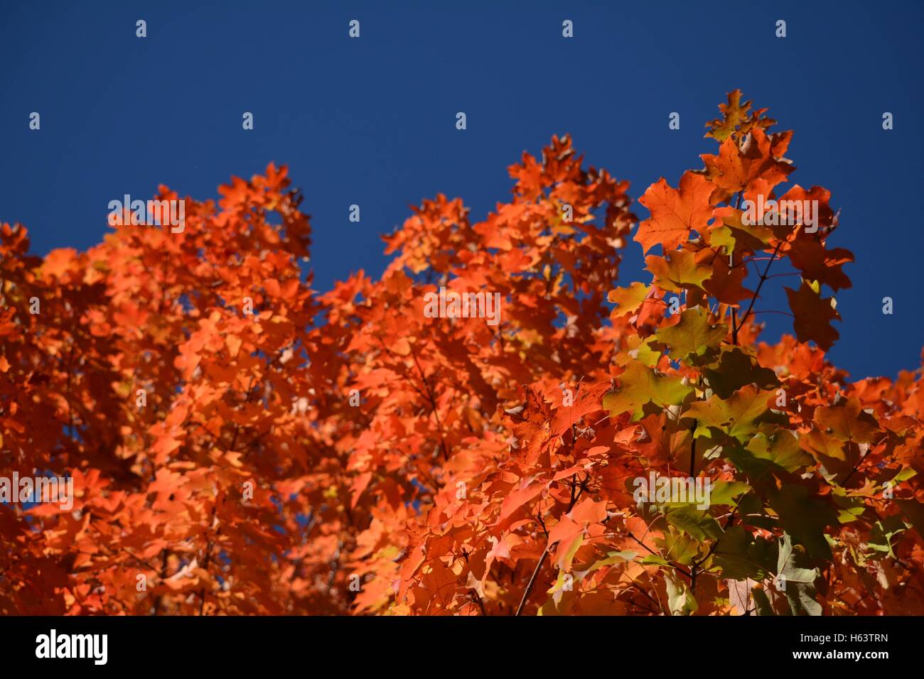 Autumn foliage at the Arnold Arboretum of Harvard University in Boston ...