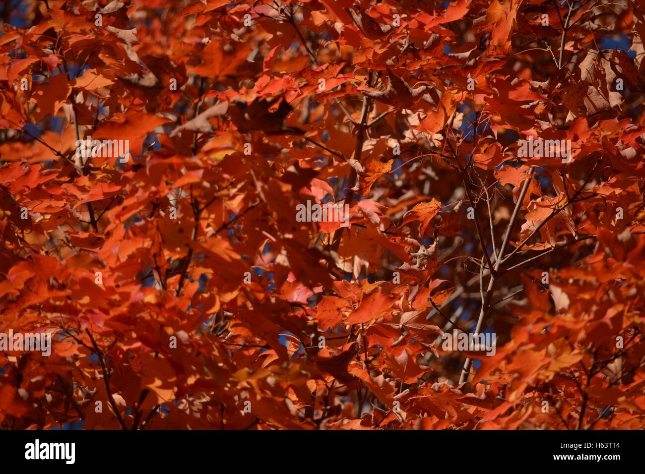 Autumn foliage at the Arnold Arboretum of Harvard University in Boston ...