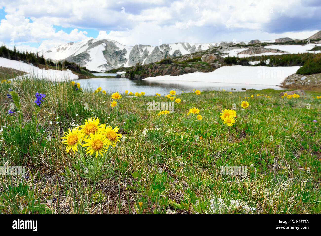 Alpine meadow with wild flowers and lake in Snowy Range Mountains ...