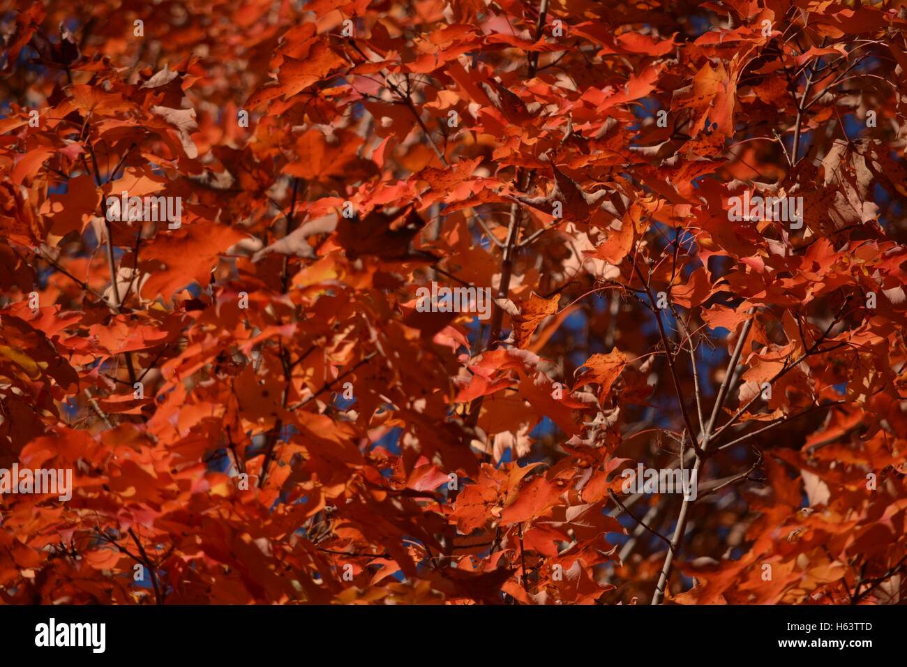 Autumn foliage at the Arnold Arboretum of Harvard University in Boston ...
