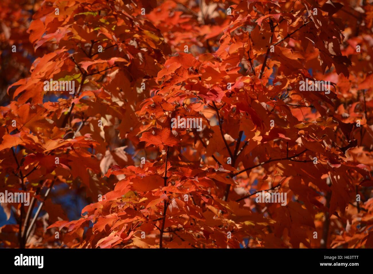 Autumn foliage at the Arnold Arboretum of Harvard University in Boston ...