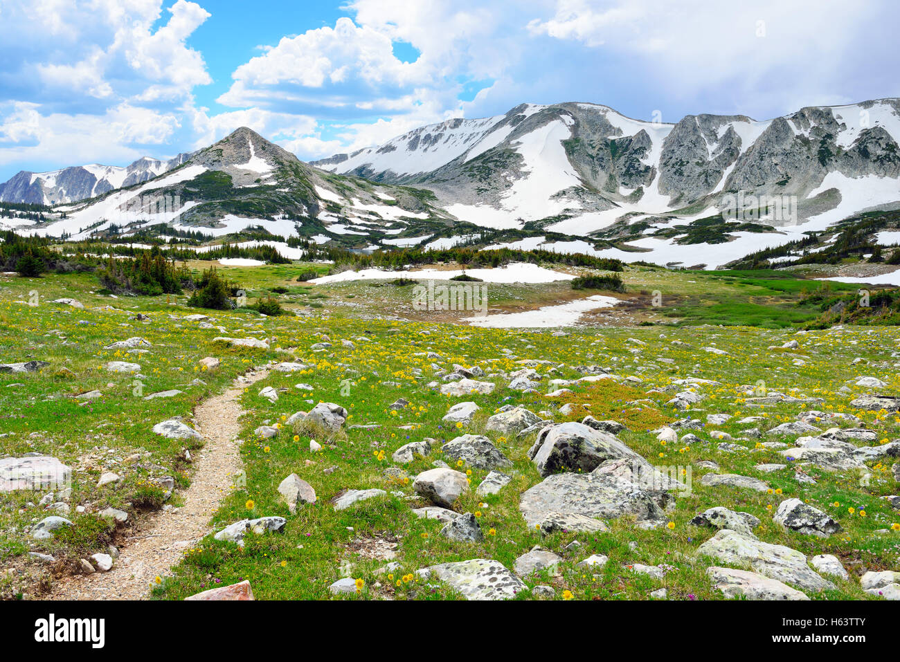 Trail through the alpine meadow with wild flowers in Snowy Range ...