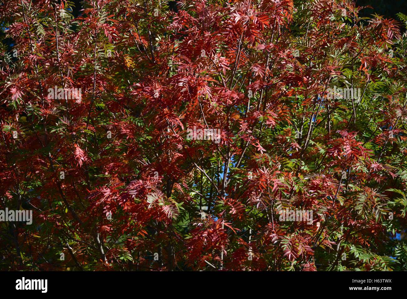 Autumn foliage at the Arnold Arboretum of Harvard University in Boston ...