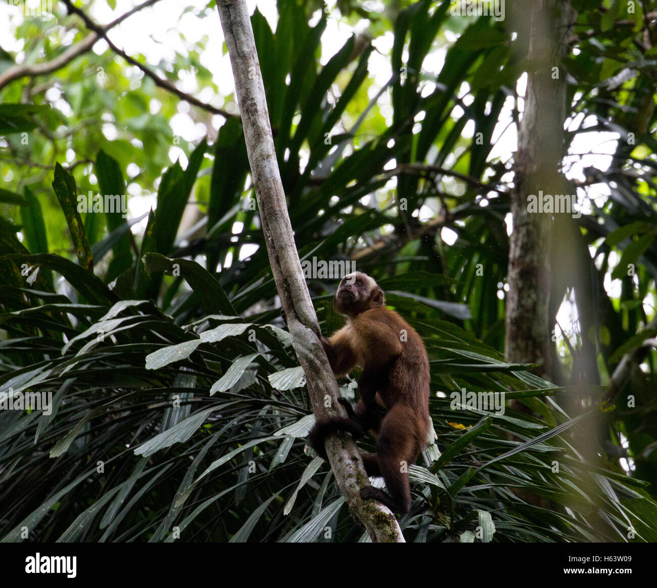 Brown capuchin monkey climbing tree Stock Photo - Alamy