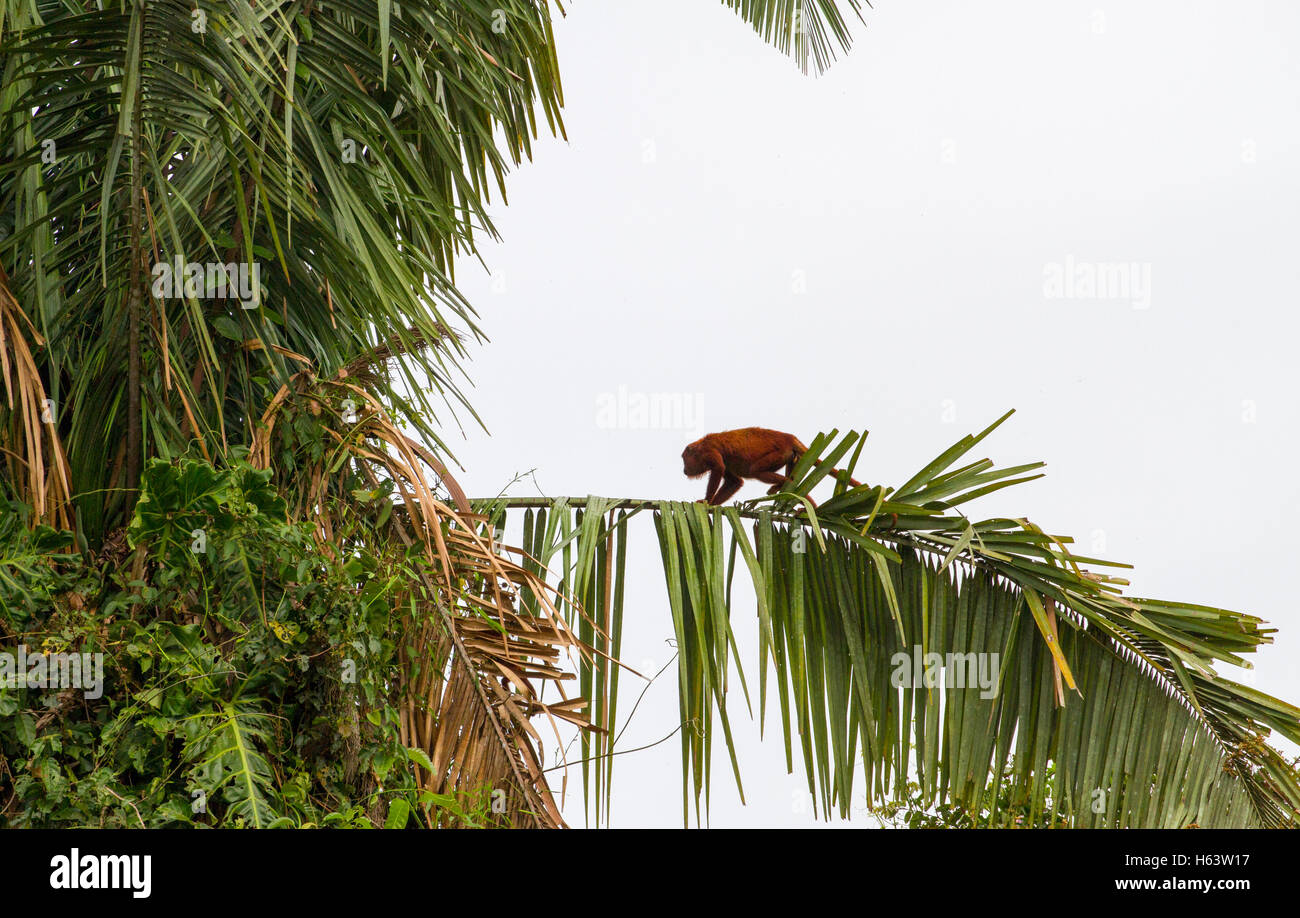 Monkey palm hi-res stock photography and images - Alamy
