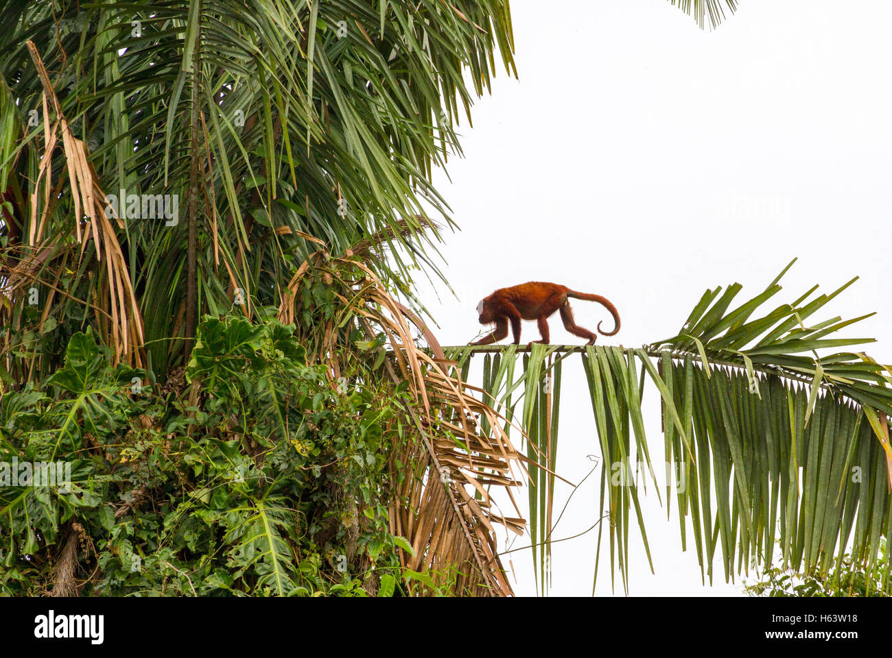 Monkey palm hi-res stock photography and images - Alamy
