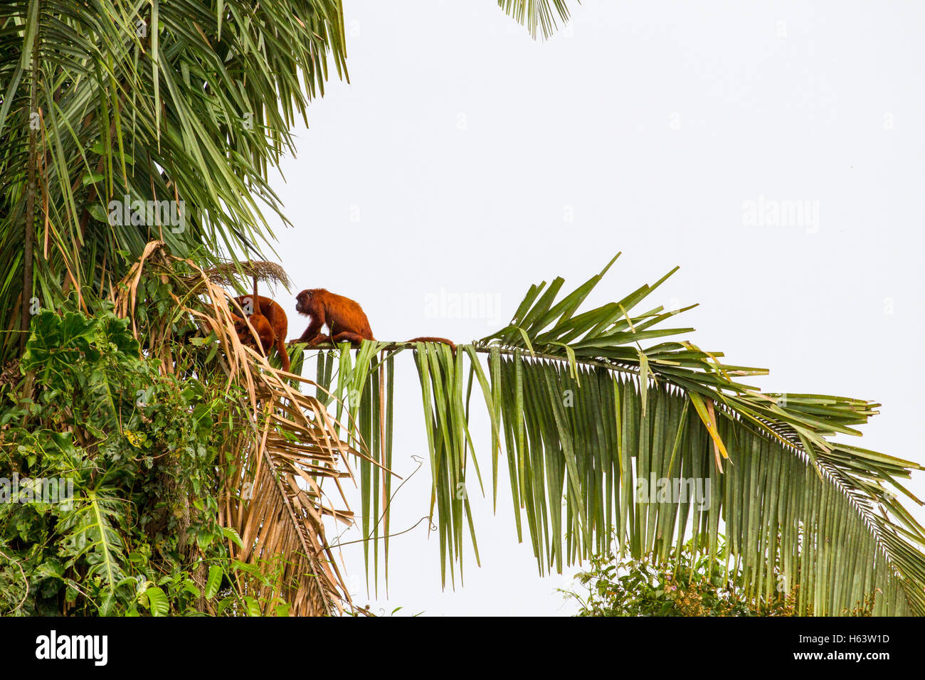 Red howler monkeys on palm branch Stock Photo - Alamy