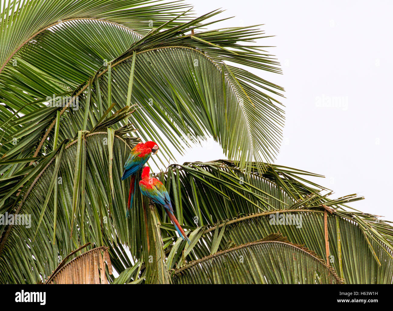 Red-and-green macaws in palm tree Stock Photo - Alamy