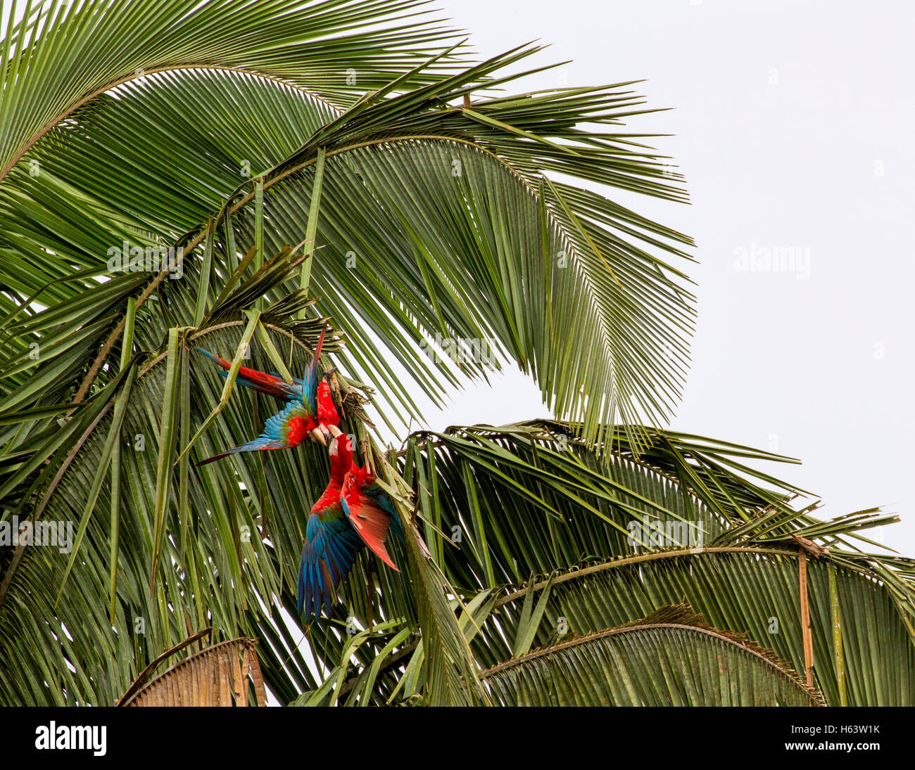 Amazonian palm tree hi-res stock photography and images - Alamy