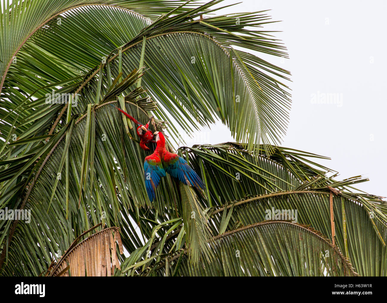 Red-and-green macaws in rainforest Stock Photo - Alamy
