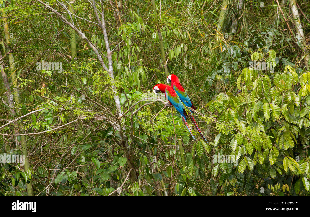 Red-and-green macaws in rainforest Stock Photo - Alamy
