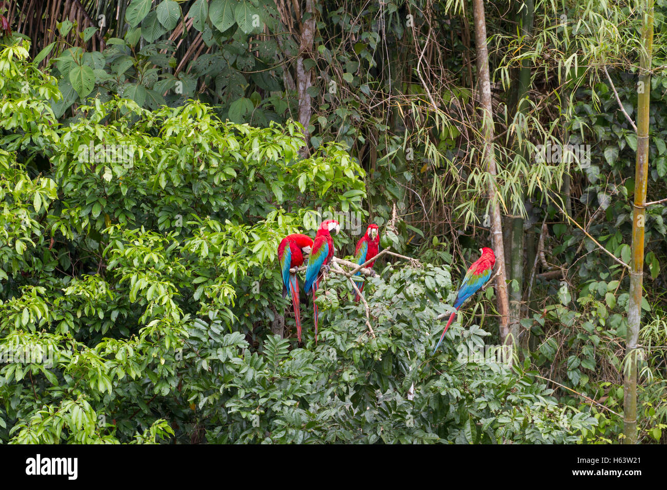 Group of Red-and-green macaws in rainforest Stock Photo - Alamy