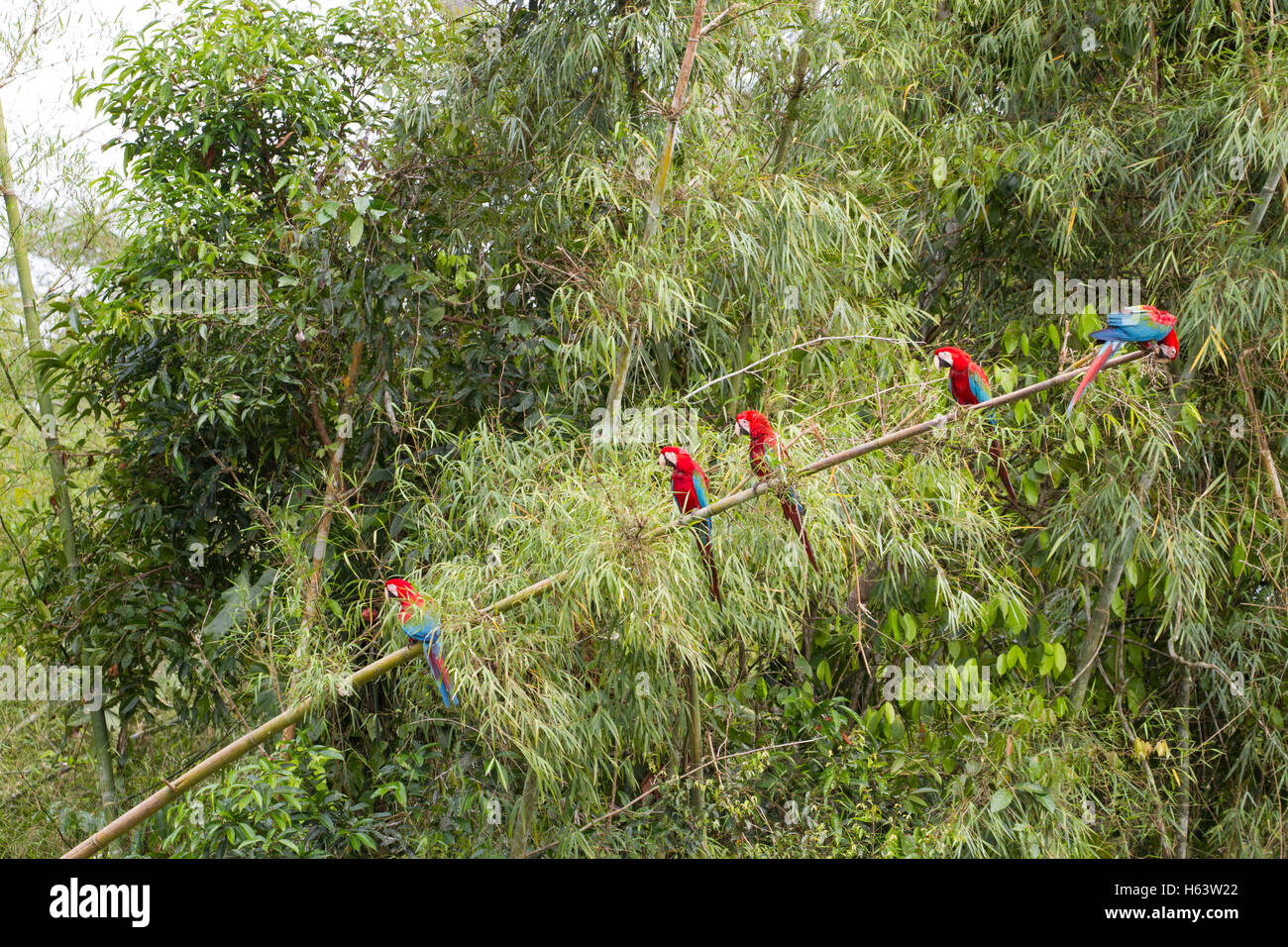 Group of Red-and-green macaws in rainforest Stock Photo - Alamy