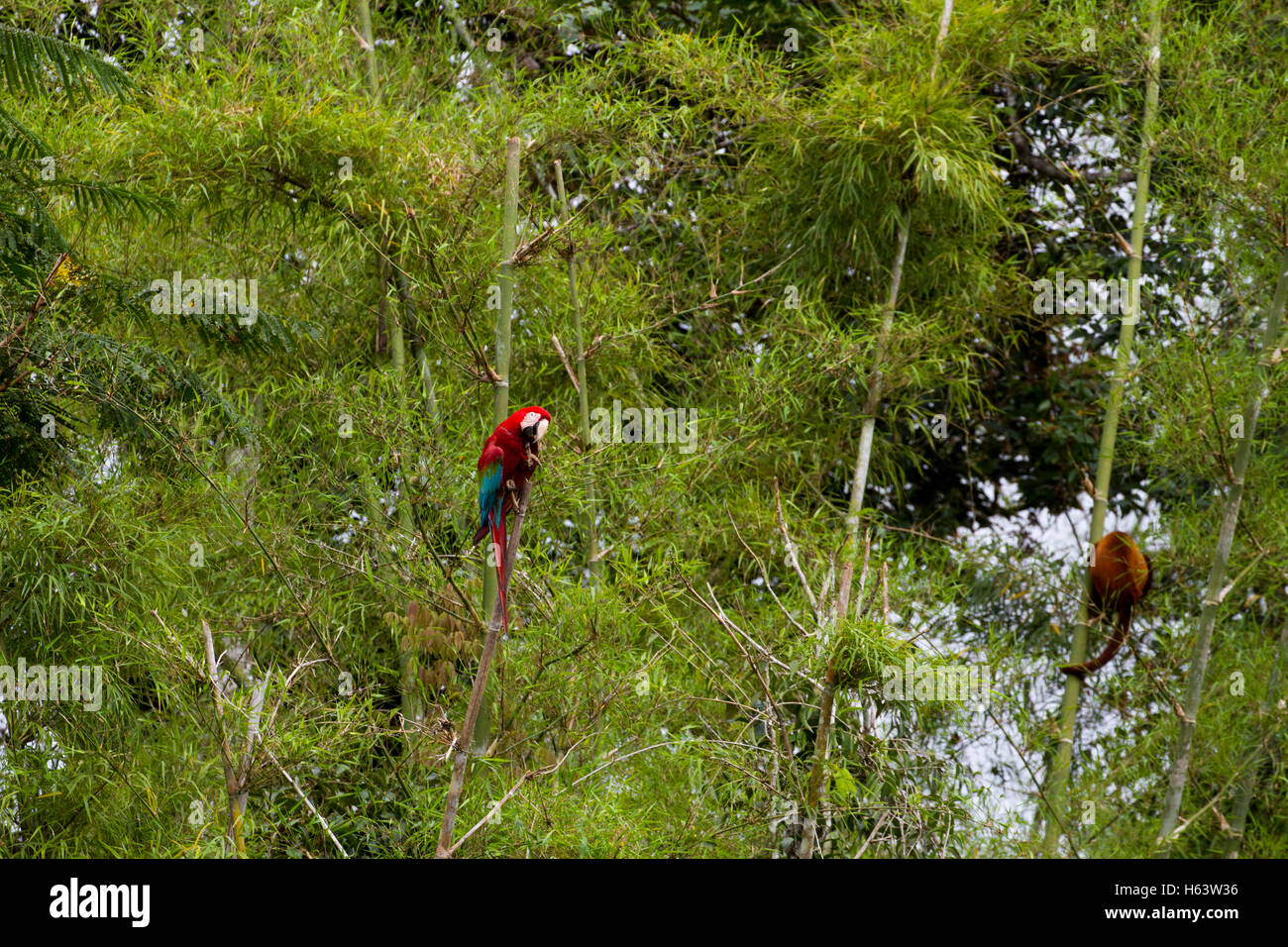 Red-and-green macaw and red howler monkey in bamboo Stock Photo - Alamy