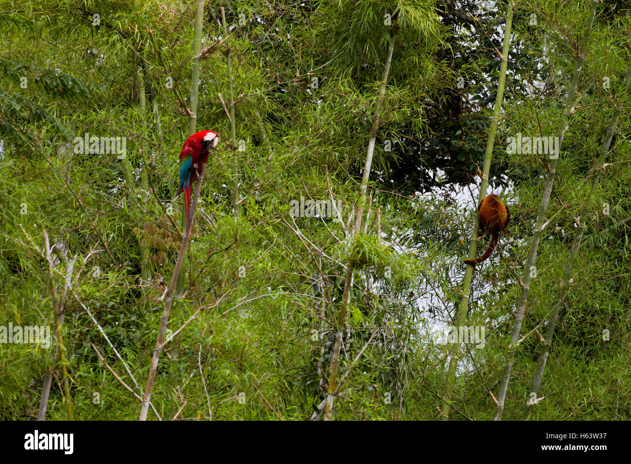 Red-and-green macaw and red howler monkey in bamboo Stock Photo - Alamy