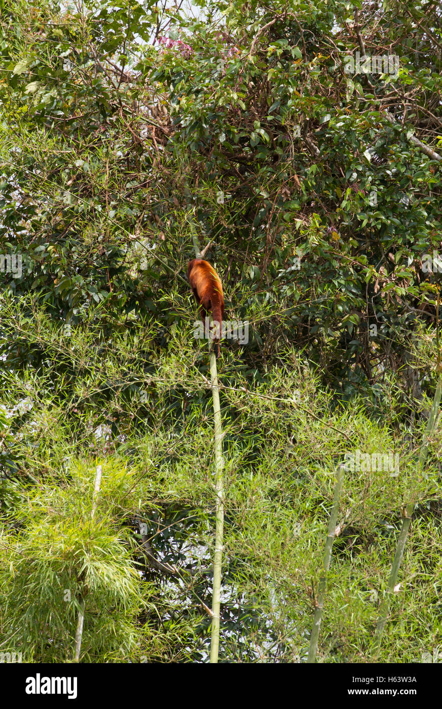 Red howler monkey climbing bamboo Stock Photo - Alamy