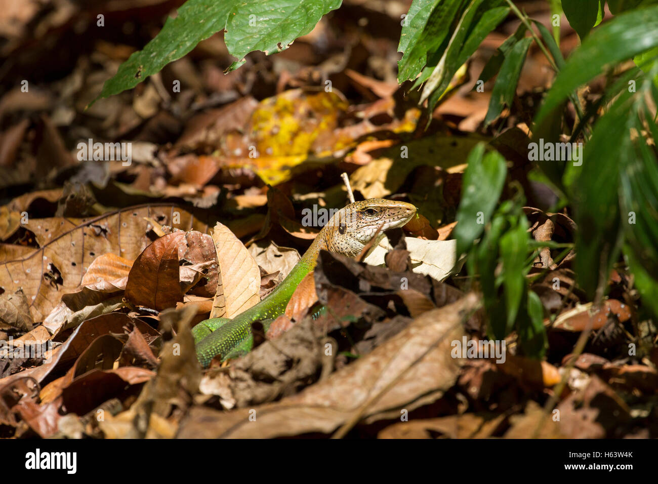 Lizard wildlife peru hi-res stock photography and images - Alamy