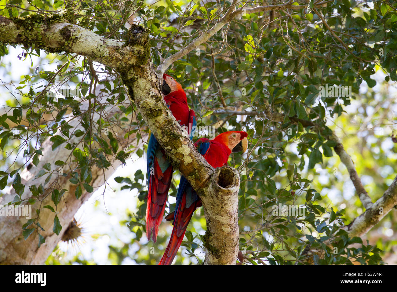 Scarlet macaws perched in tree Stock Photo - Alamy
