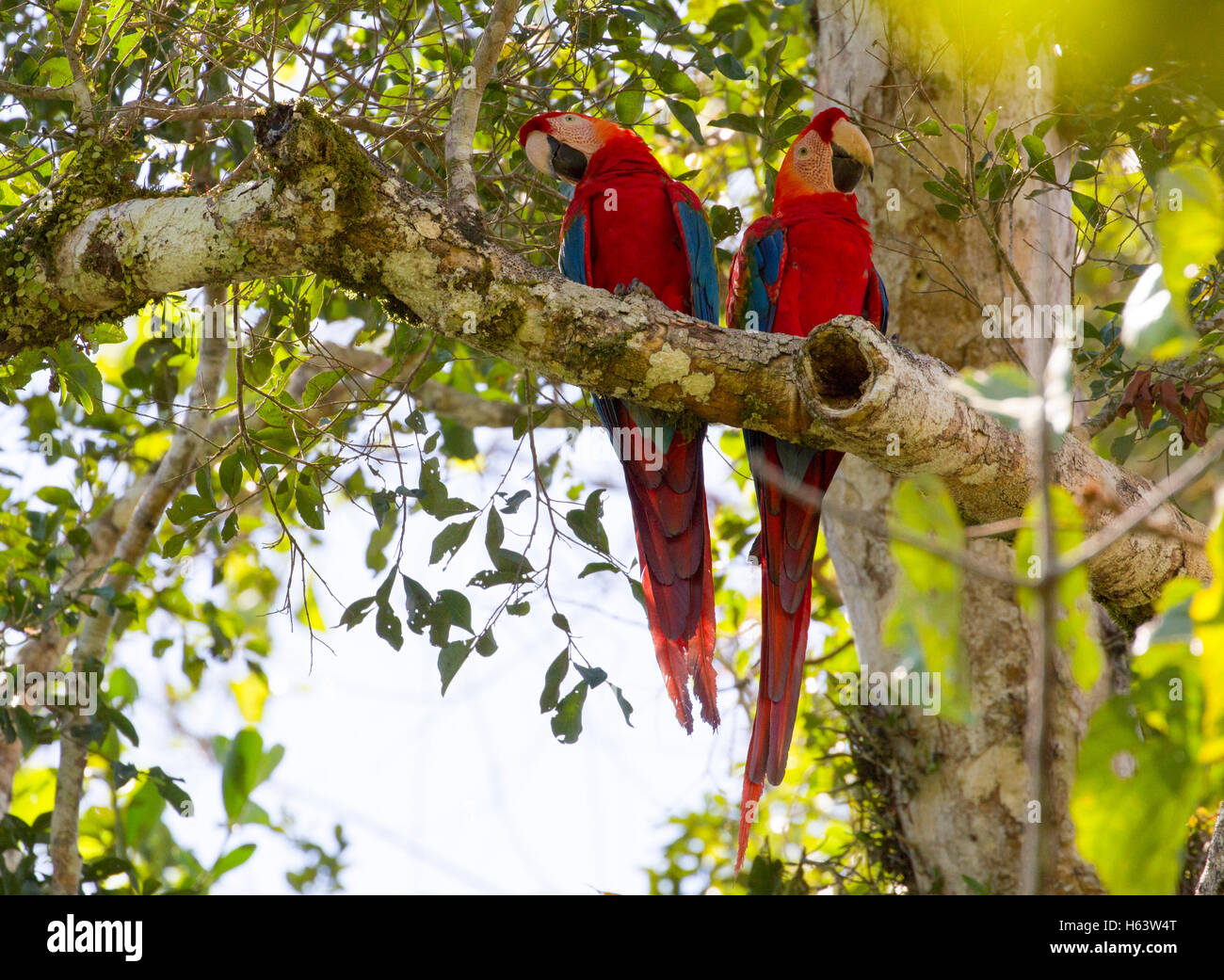 Scarlet macaws hi-res stock photography and images - Alamy