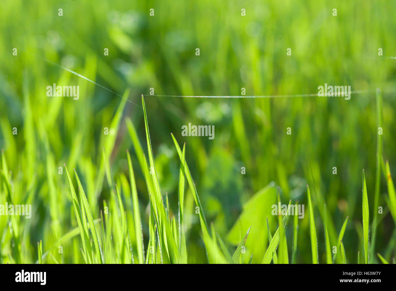 green grass through sun beams Stock Photo - Alamy