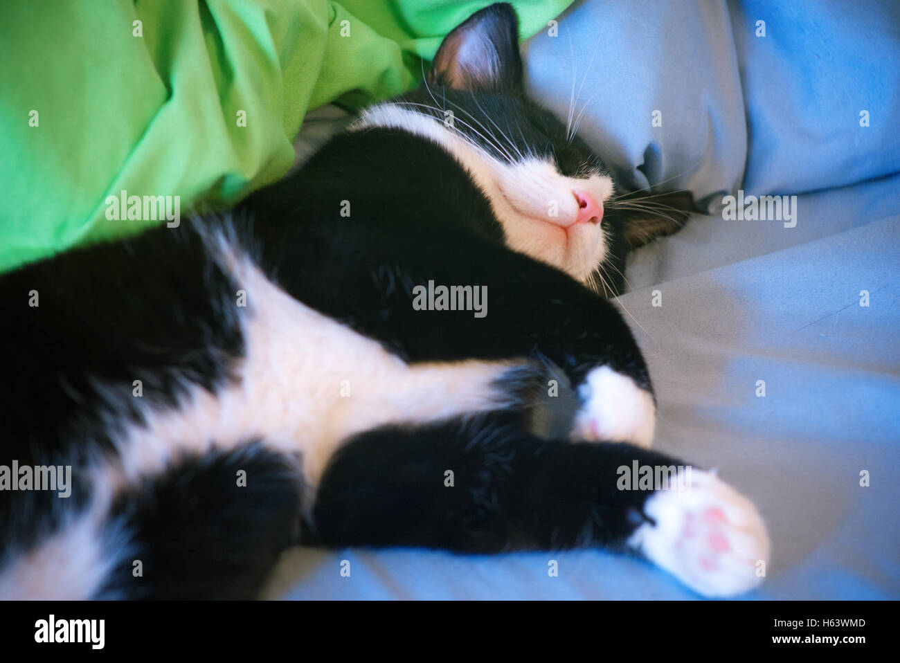 portrait of resting cat Stock Photo - Alamy