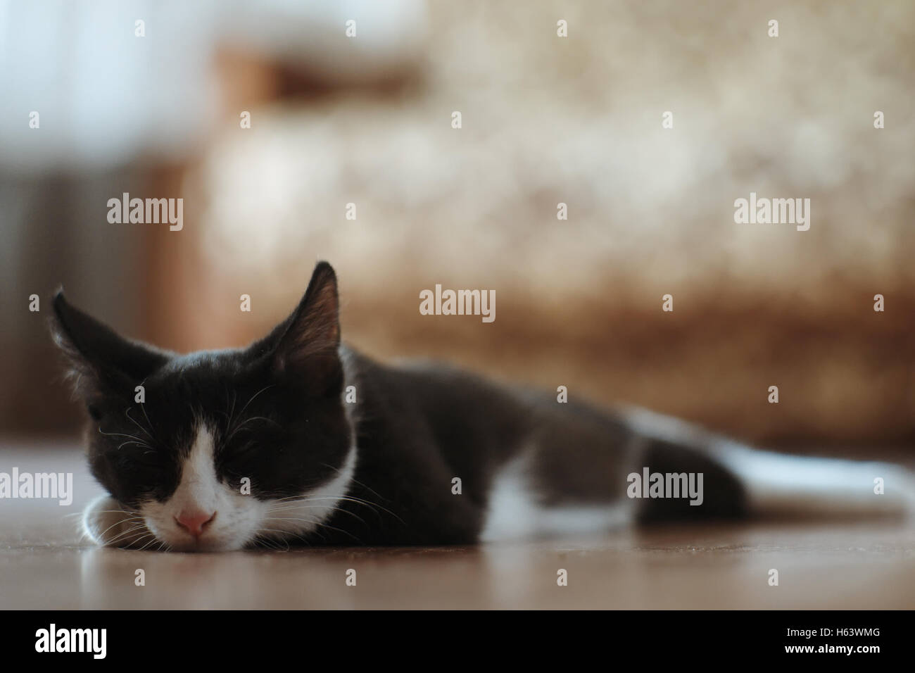 portrait of resting cat Stock Photo - Alamy