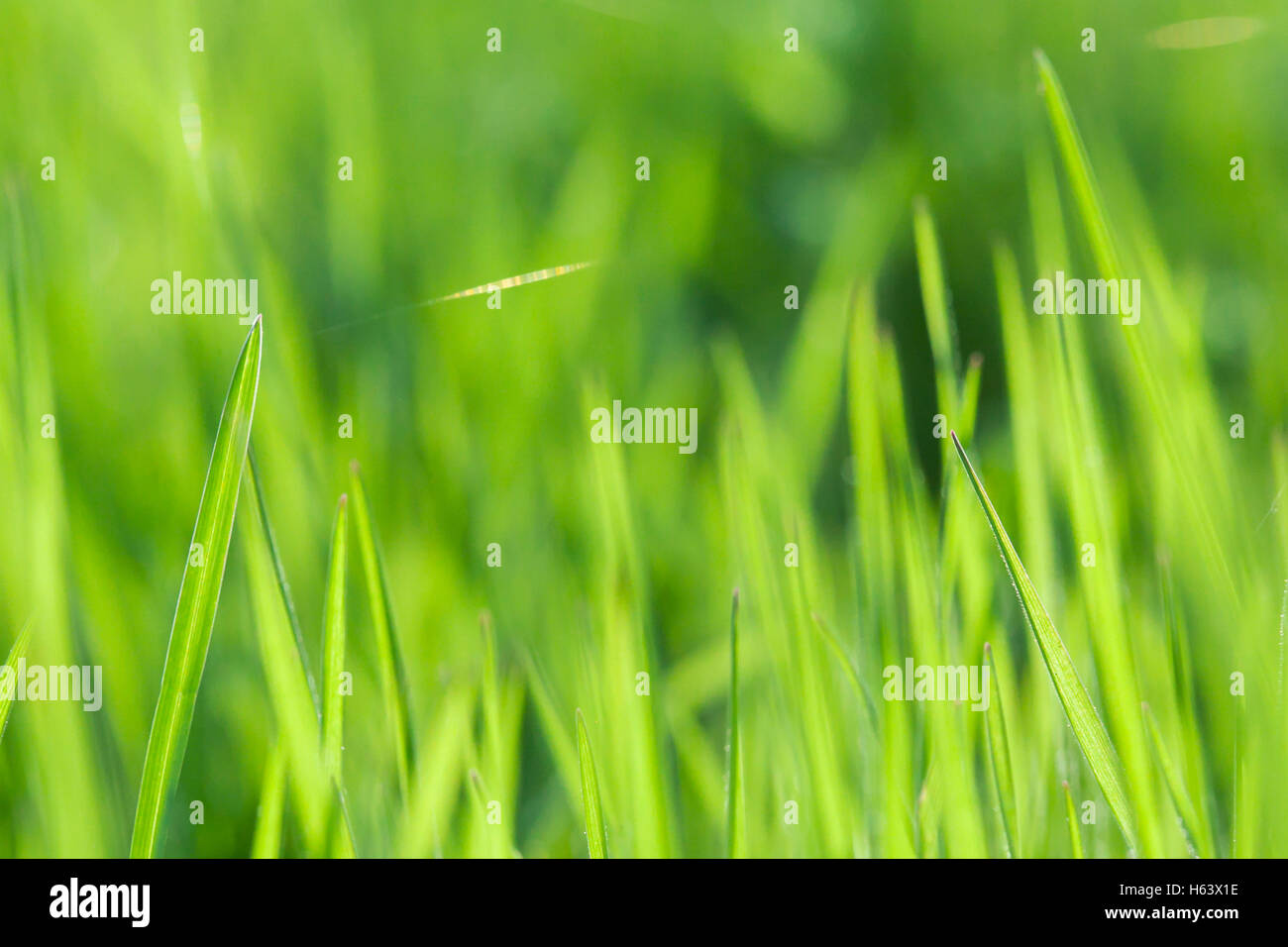Green grass close up Stock Photo - Alamy