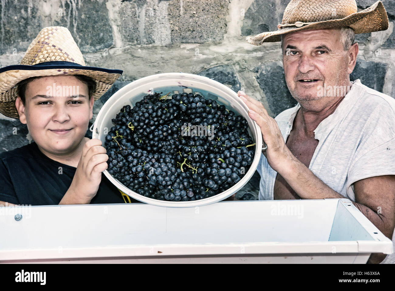 Teenage boy with grandfather strew bunches of grapes to the vine press ...