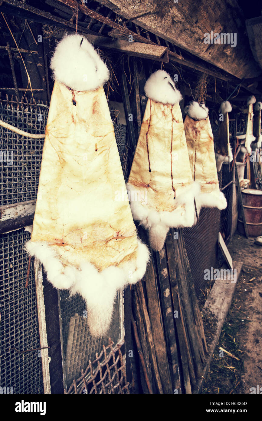 Rabbit furs hi-res stock photography and images - Alamy