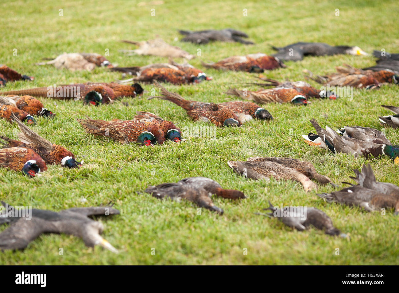 Duck trophies hi-res stock photography and images - Alamy