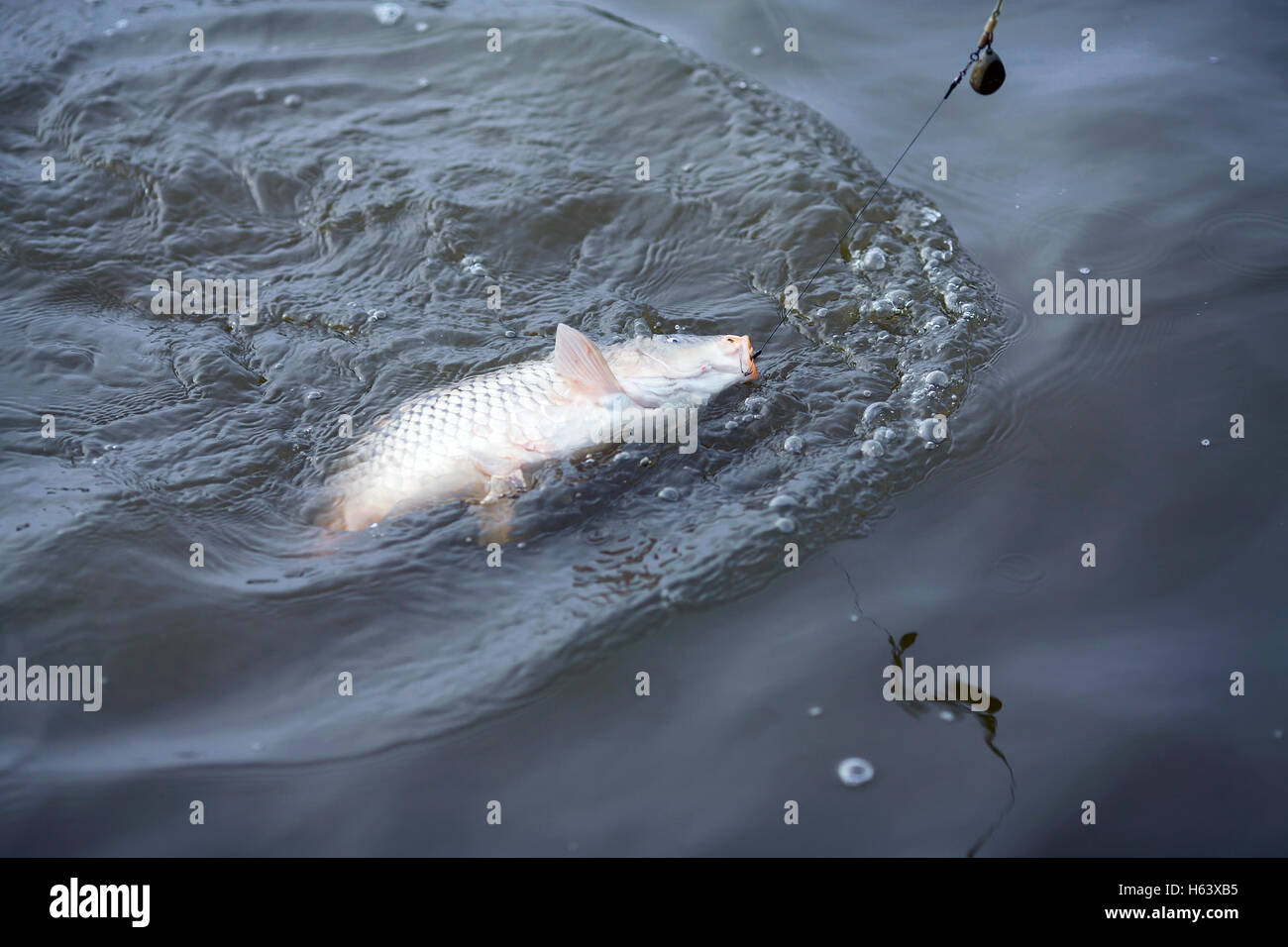 The hooked fish on a hook Stock Photo - Alamy