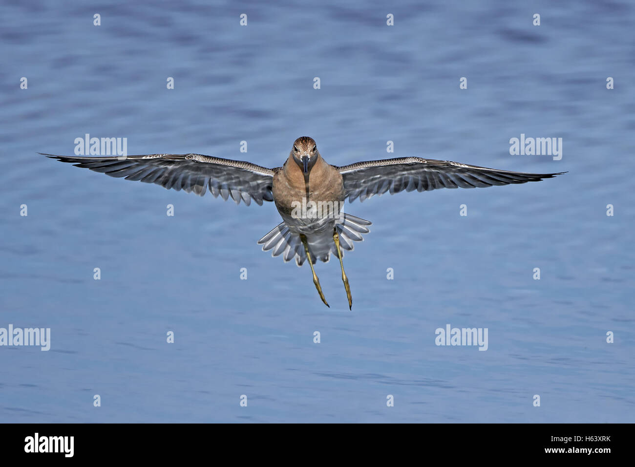 Ruff bird hi-res stock photography and images - Alamy