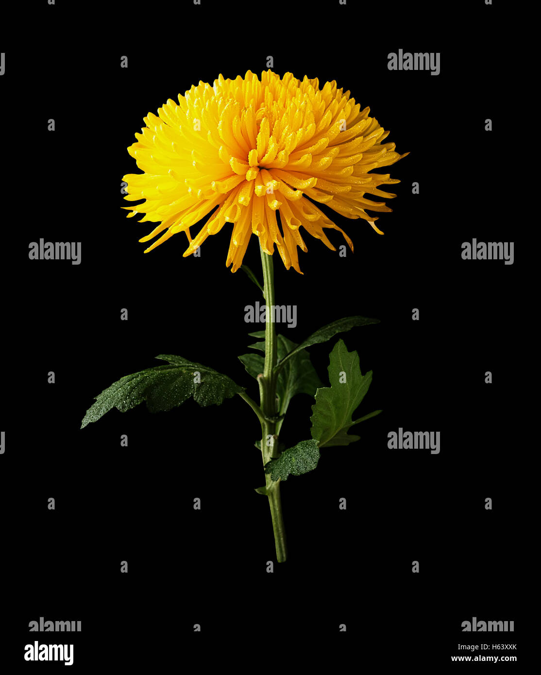 Chrysanthemum yellow flower side view isolated on black Stock Photo - Alamy