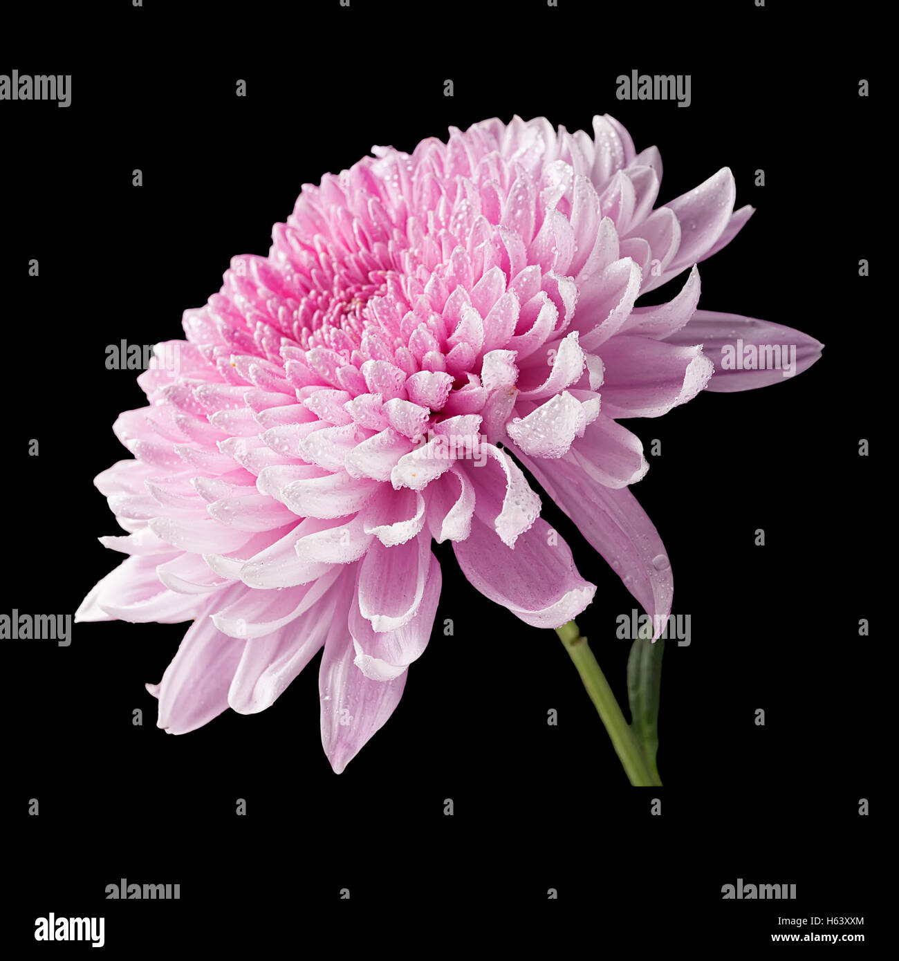 Chrysanthemum pink flower side view isolated on black Stock Photo - Alamy