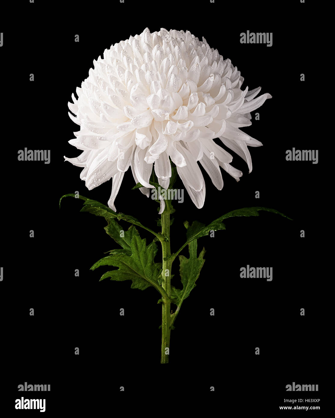 Chrysanthemum white flower side view isolated on black Stock Photo - Alamy