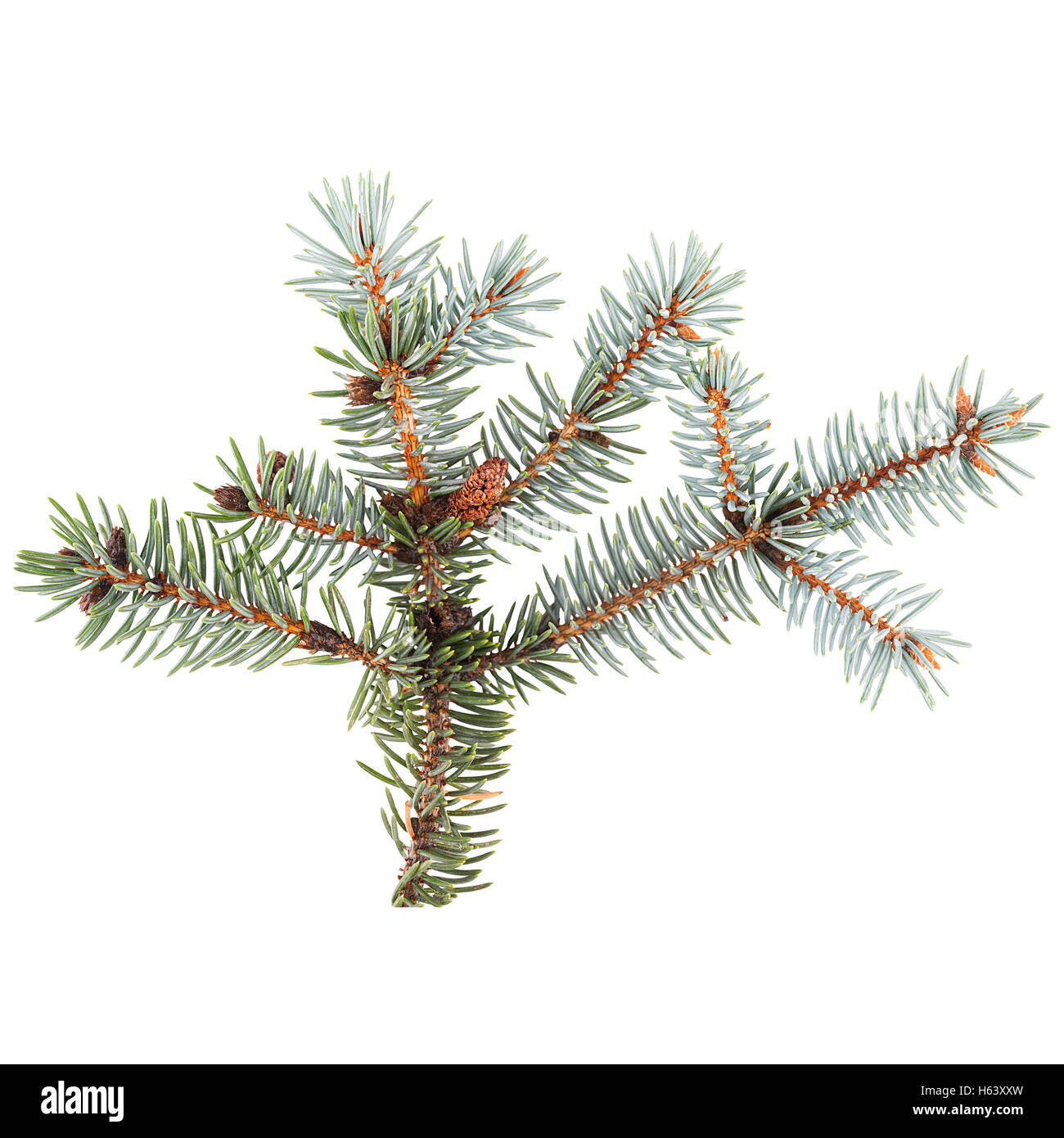 Blue spruce fir tree Cut Out Stock Images & Pictures - Alamy