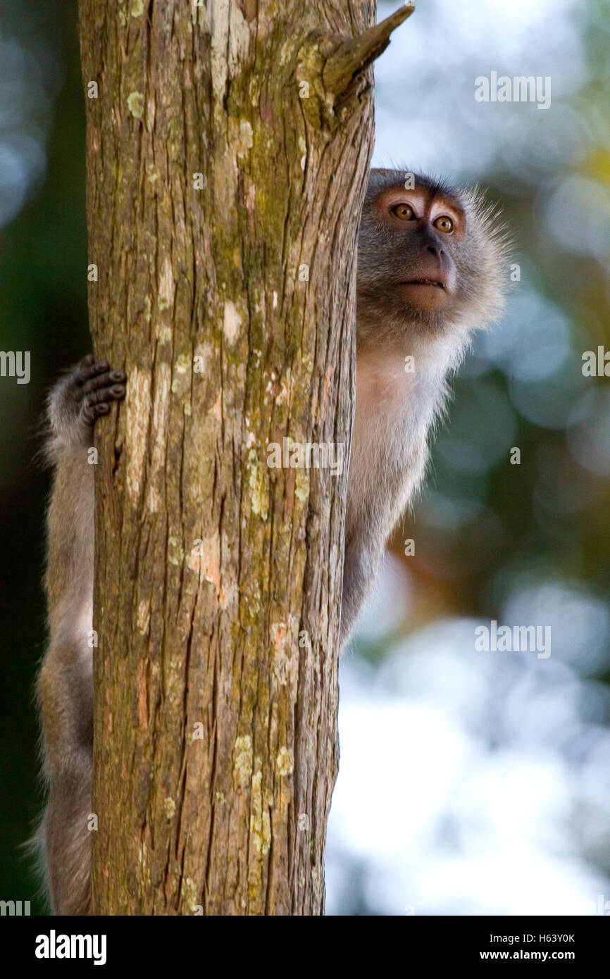 Macaque climbing a tree at Langkawi Beach, Malaysia Stock Photo - Alamy