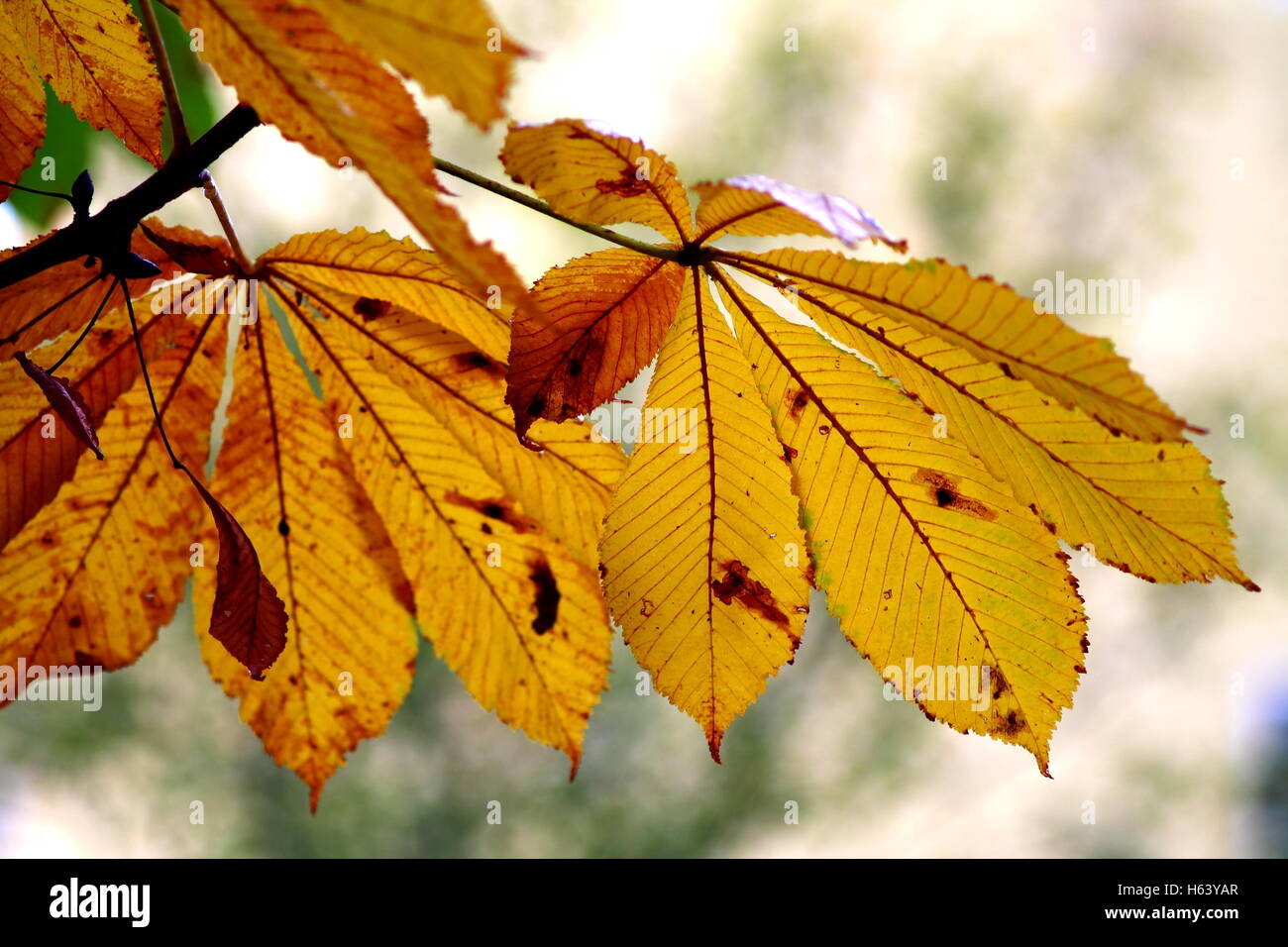 Horse chestnut tree autumn hi-res stock photography and images - Alamy