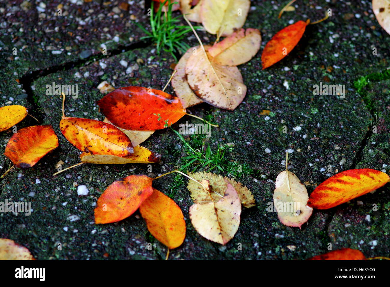 Fall red leaves on asphalt floor wet after rain Stock Photo - Alamy